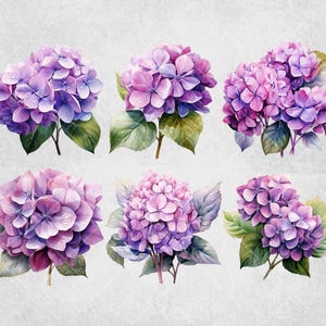 Watercolor Purple Hydrangea Clipart Bundle: Floral Design (PNG) - Etsy