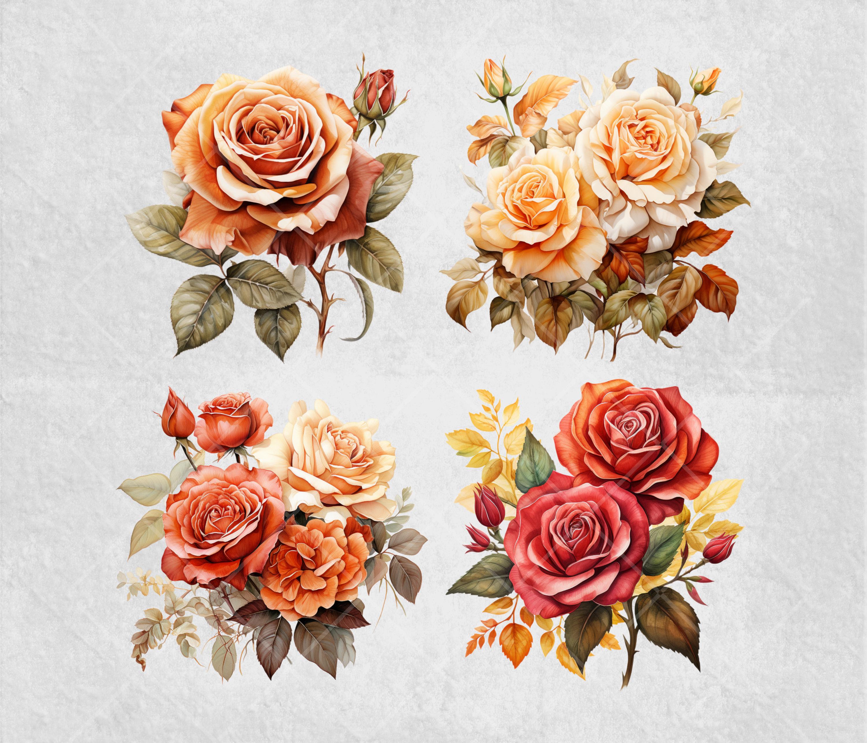 Watercolor Autumn Rose Png Fall Flower Clipart Bundle Flower ...