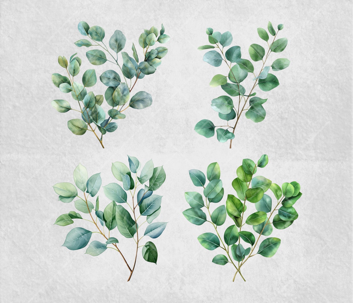 Watercolor Eucalyptus Clipart Bundle: Frames & Borders (PNG) - Etsy