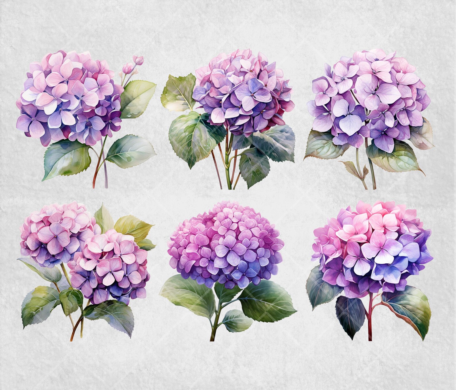Watercolor Purple Hydrangea Clipart Bundle: Floral Design (PNG) - Etsy