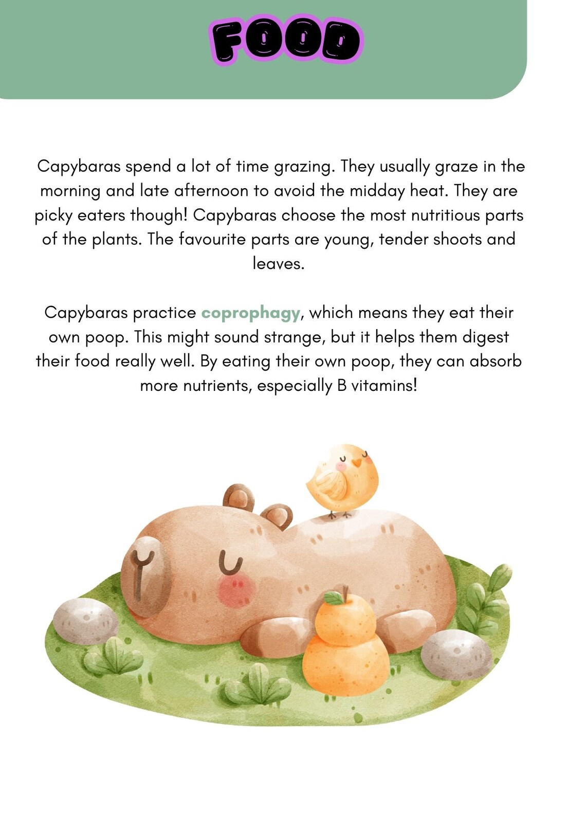Capybara Unit Study, Capybaras Worksheets, Education - Etsy