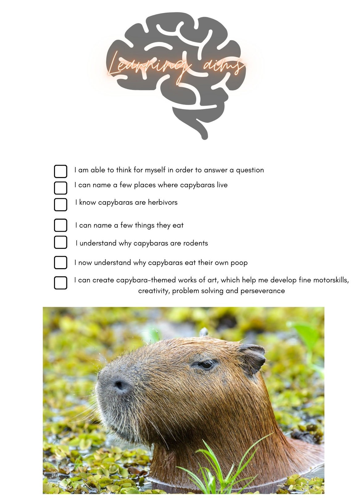 Capybara Unit Study, Capybaras Worksheets, Education - Etsy