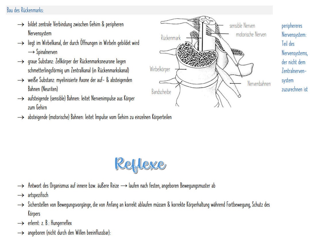 Study Sheet for reflexes/spinal Cord and Autonomic Nervous System - Etsy