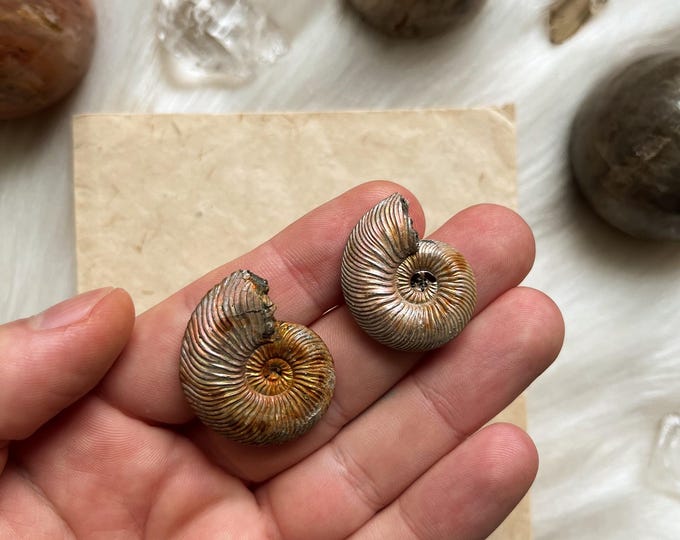 Natural Ammonite Fossils | Iridescent Ammonites | Genuine Fossil Pair ...