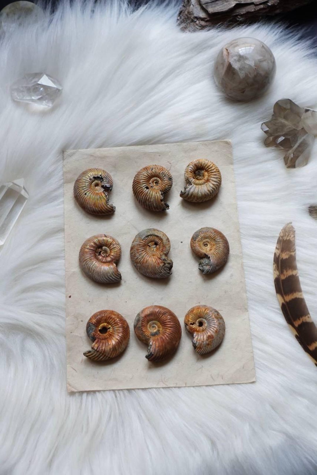 Quenstedtoceras Ammonite | Pyritized Rainbow Fossil | Jurassic Ammonite ...