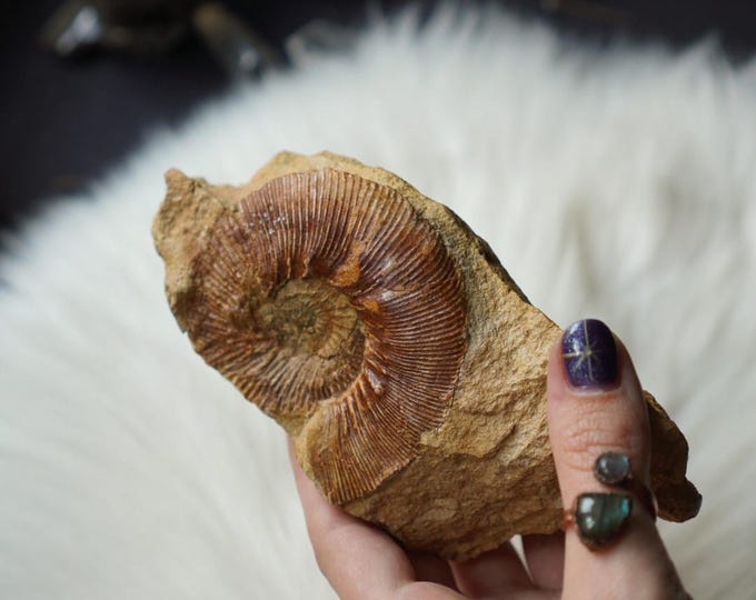 Jurassic Ammonite Fossil | Rare Ukrainian Ammonite | Natural Fossil ...