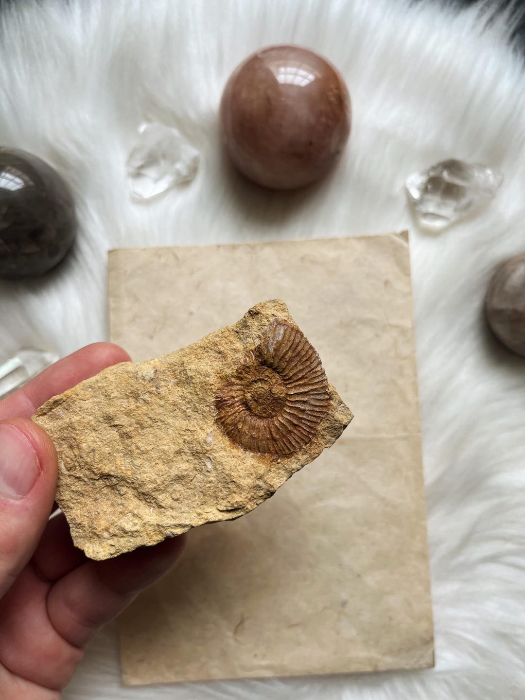 Ukrainian Ammonite Fossil | Jurassic Shell From Cherkasy | Natural ...
