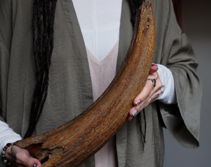 Extinct Steppe Bison Horn | Bison Priscus Fossil | Rare Ice Age ...