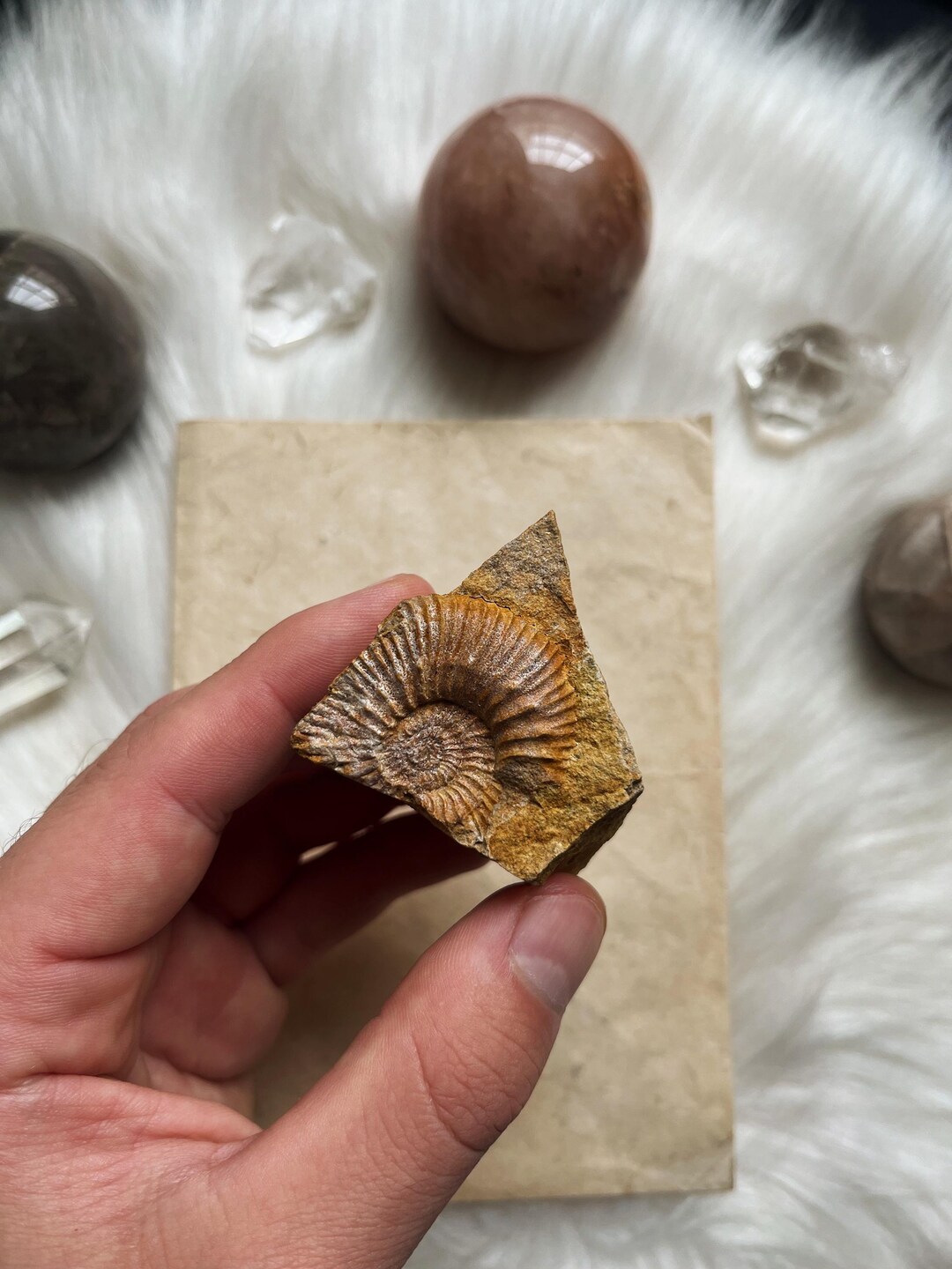 Ukrainian Ammonite Fossil | Jurassic Shell From Cherkasy | Natural ...