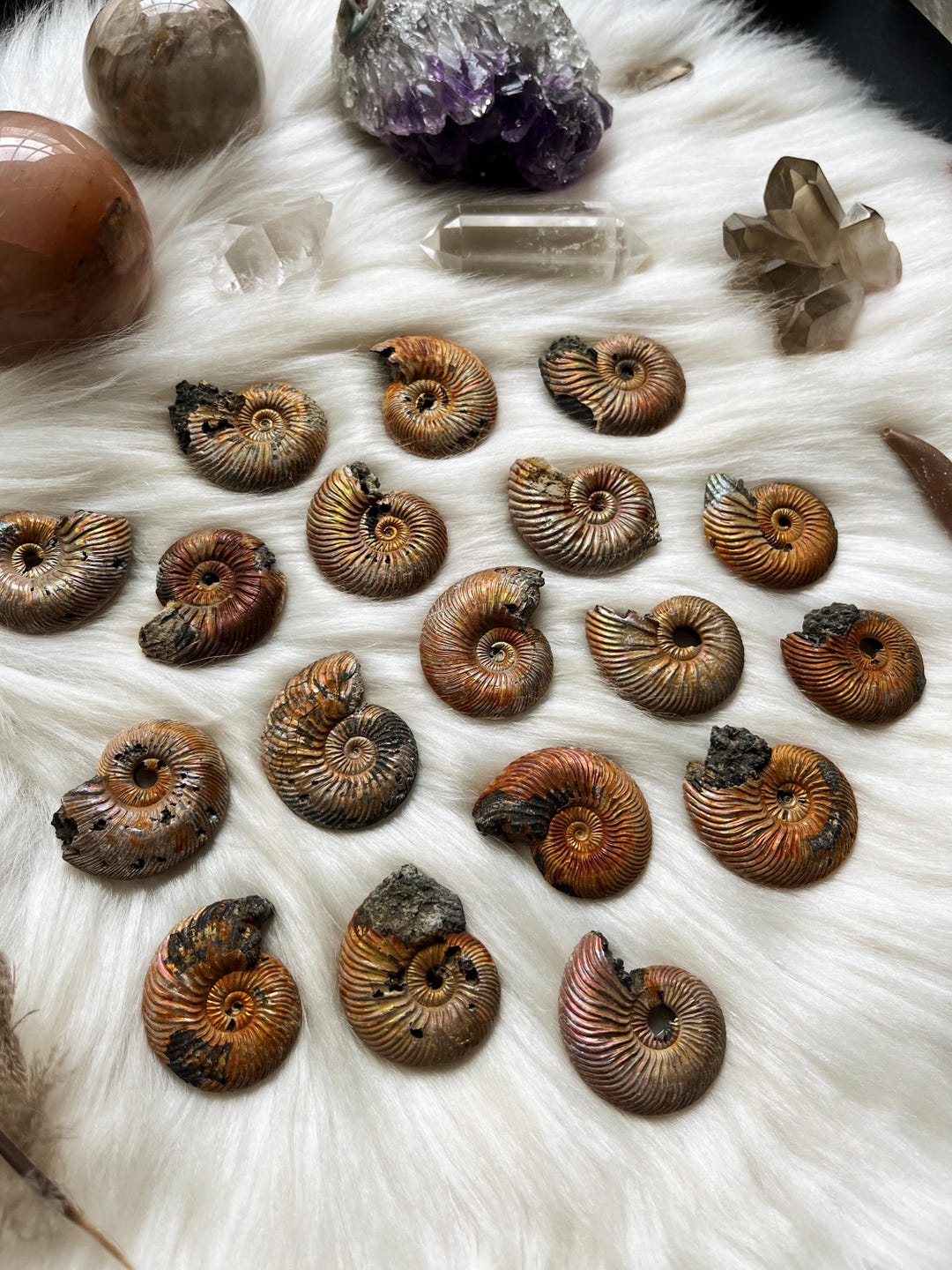 Jurassic Ammonite Fossils | Quenstedtoceras With Pyrite Shine | Ancient ...