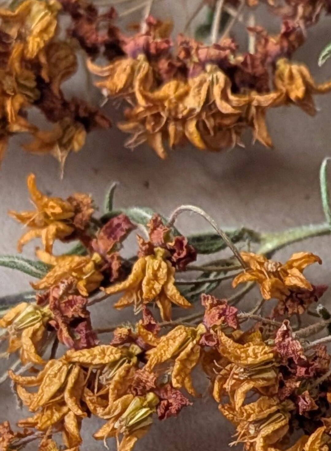 Dried Native Butterfly Weed Flowers, Single Blossom Stem - Etsy