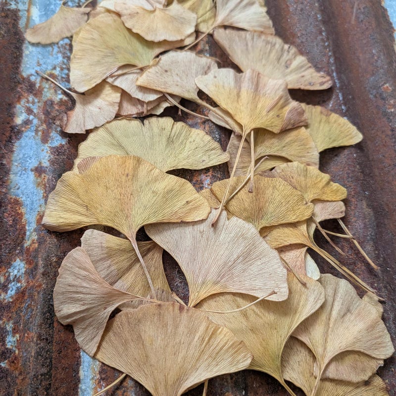 Ginko Leaf Printing - Etsy