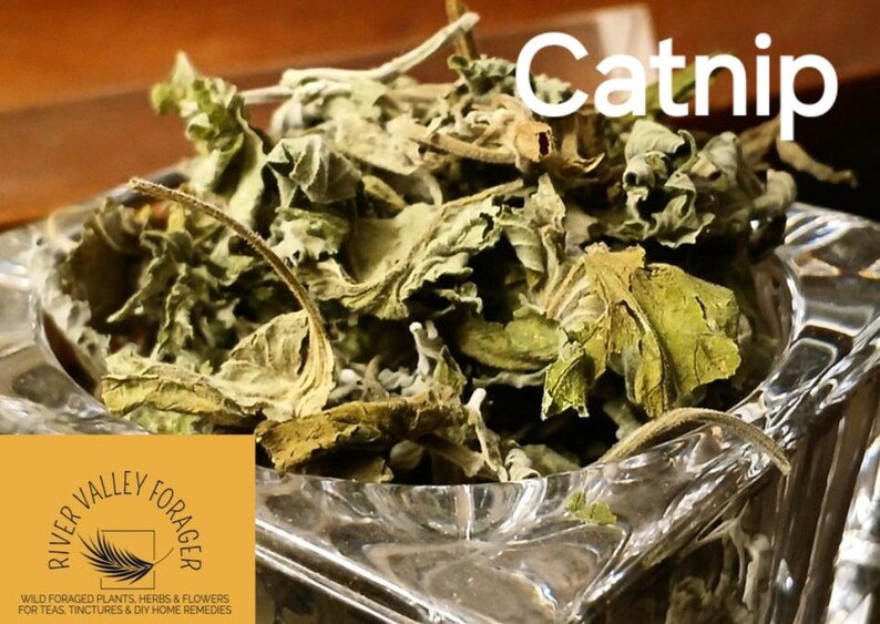 Catnip, Dried - Etsy