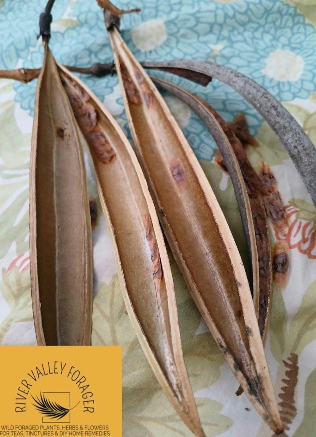 Trumpet Vine Seed Pods - Etsy