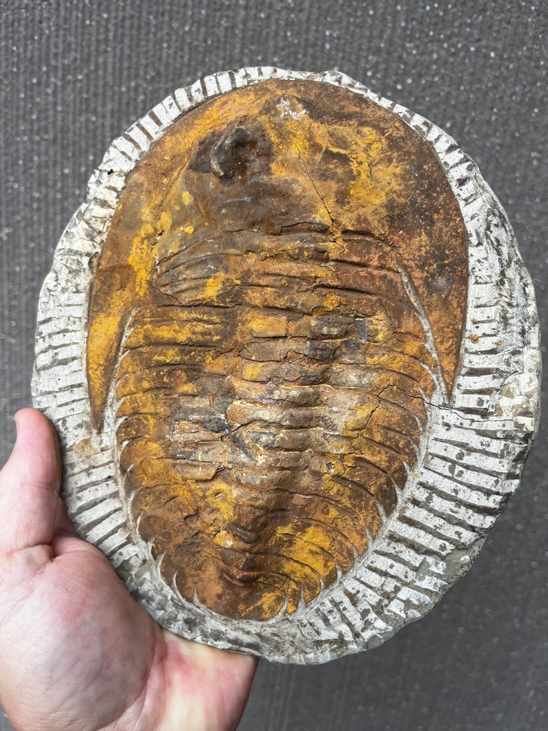 Large Trilobite Fossil - Etsy