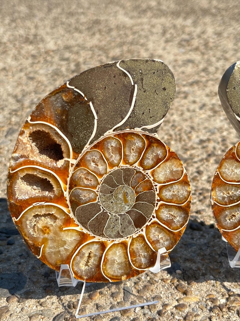 Ammonite Fossil Pair, From Madagascar, Polished, 4” Height X 3.4” Width ...