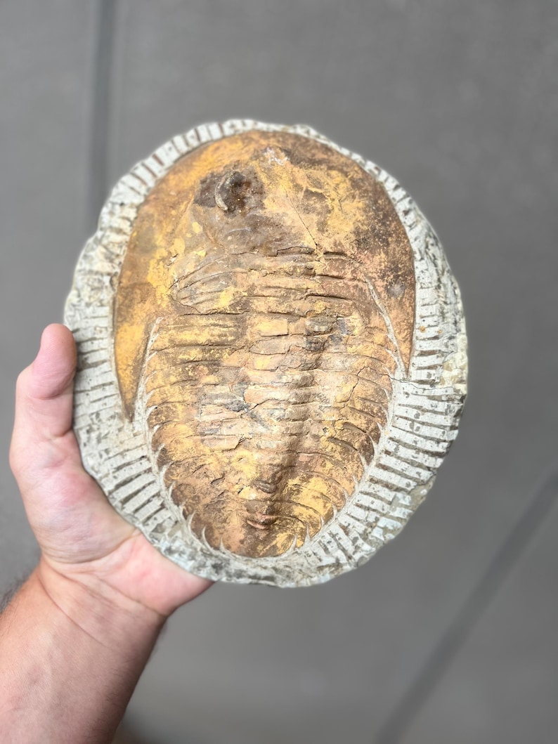 Large Trilobite Fossil - Etsy