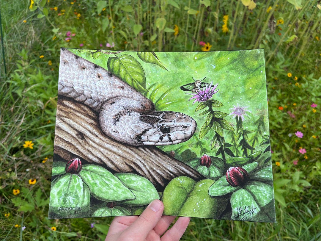 Dekay's Brown Snake 8x10 Signed Art Prints - Etsy