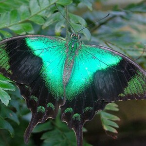 Radiant Swallowtail Butterfly Necklace Cute Green Butterfly - Etsy