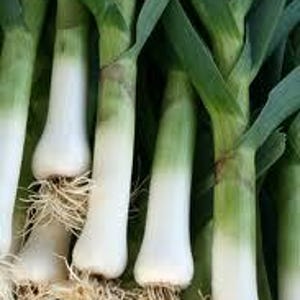Organic Leeks American Flag Gourmet Quality Heirloom Standard Excellent ...