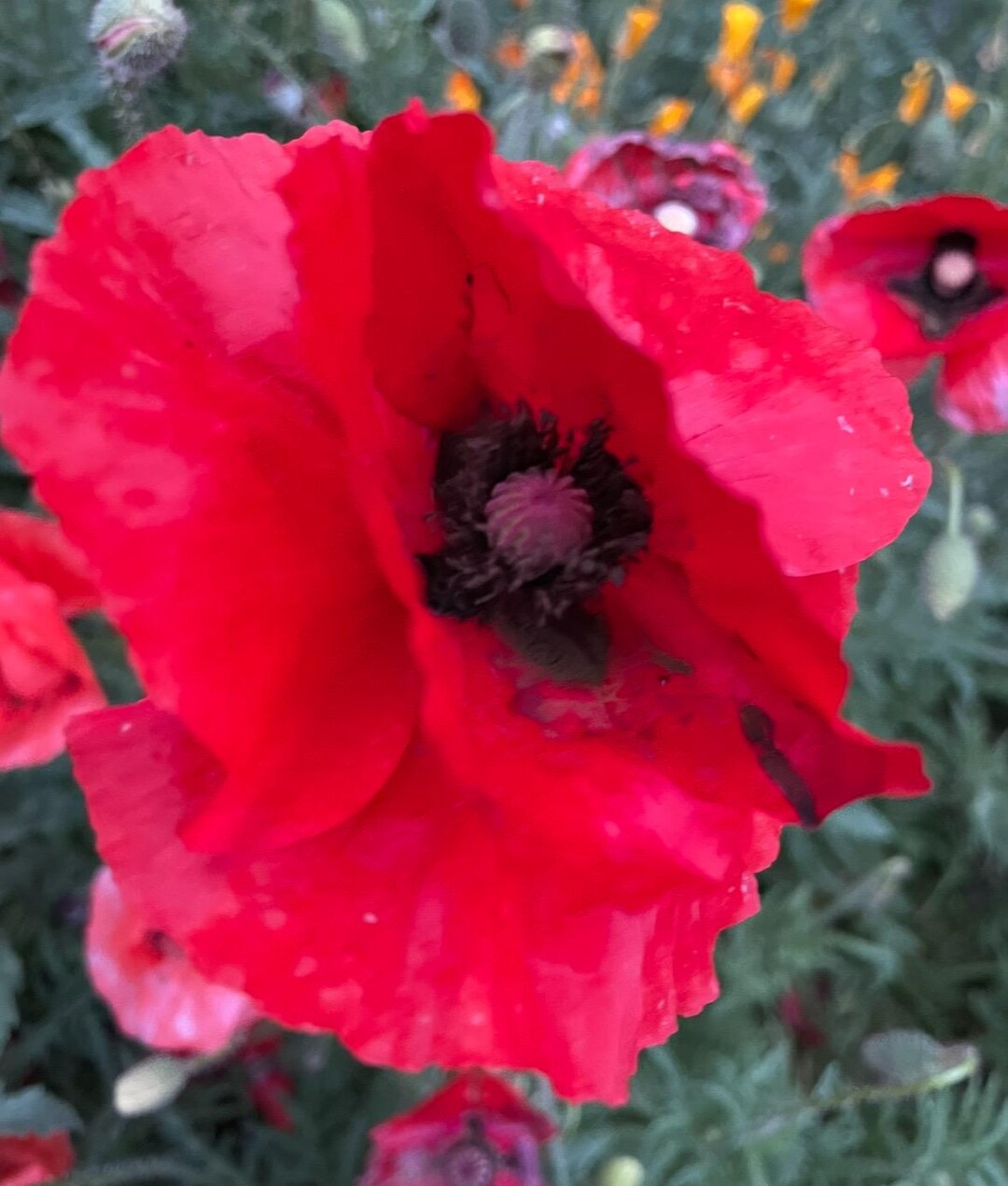 Flanders Corn Poppy Annual Heirloom Wildflower Seeds of Remembrance - Etsy