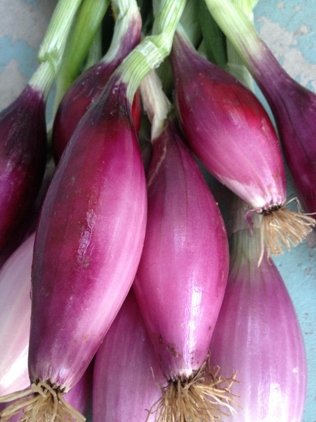 Organic MILD Red of Florence Torpedo Onions Rare Italian Heirloom Best ...