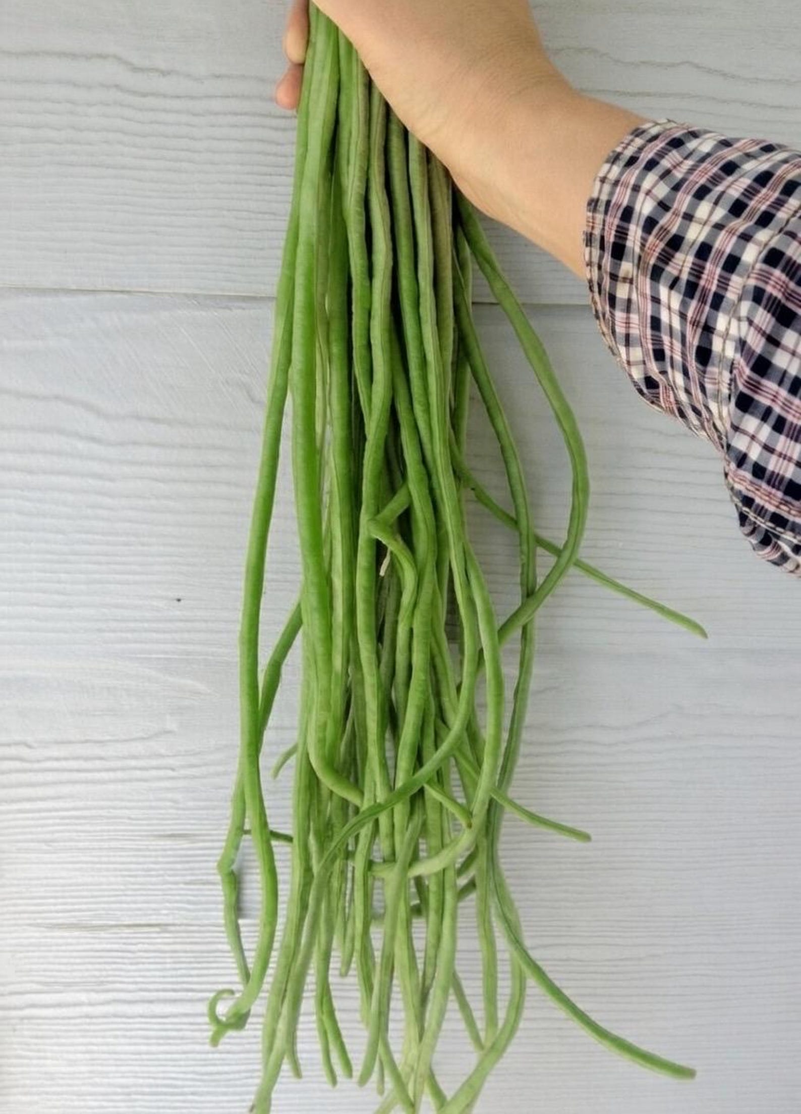 BOGO| Organic Yard Long| Asparagus Bean Seeds| Gourmet Quality Beans ...