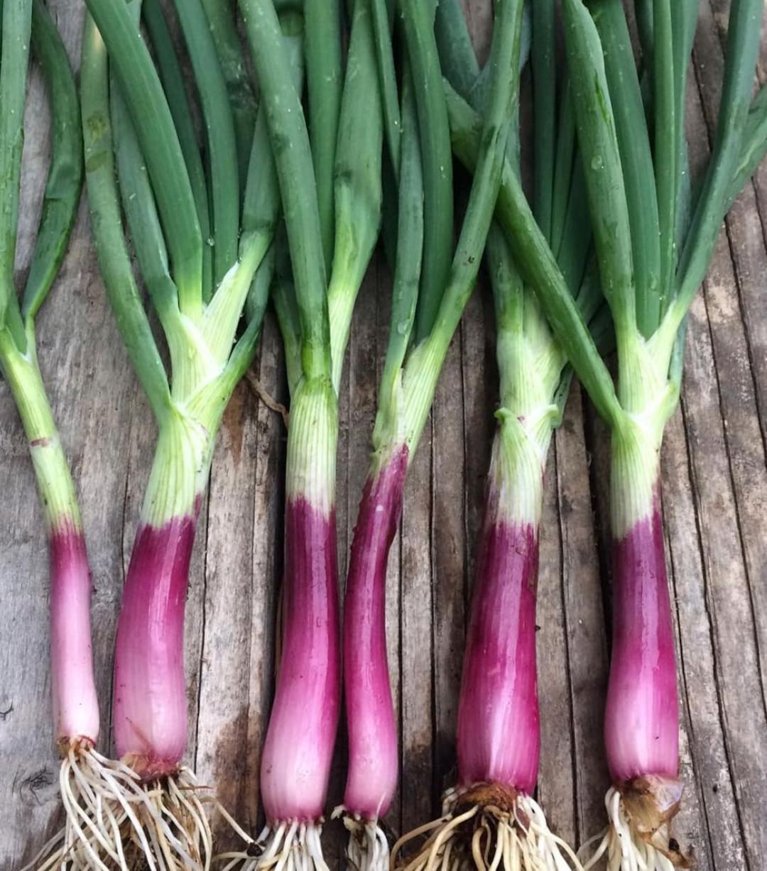 Organic Deep Purple Bunching Onions Seeds Rare Mild Green Onions - Etsy
