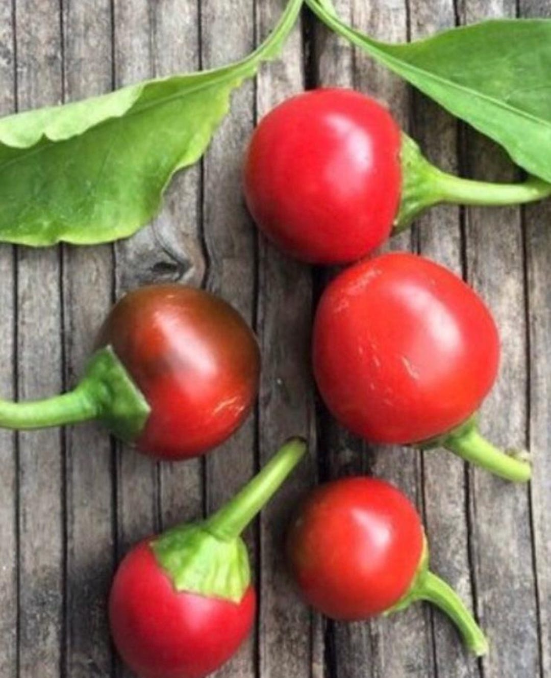 Organic HOT CHERRY Bomb Unique Stuffing Pickling Prolific RARE Seeds - Etsy