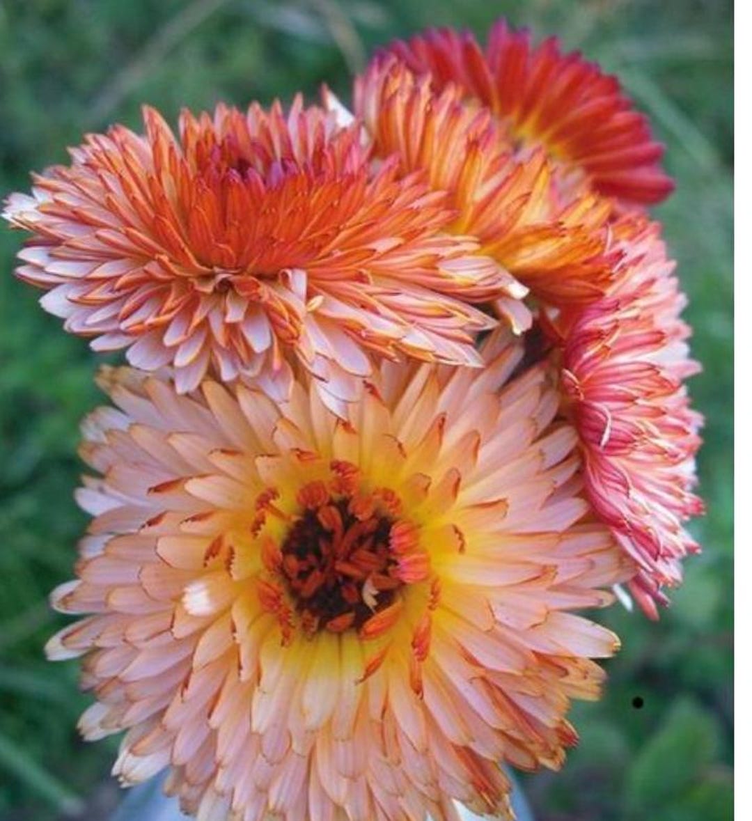 Flashback Calendula Annual Flower Seeds Easy to Grow - Etsy