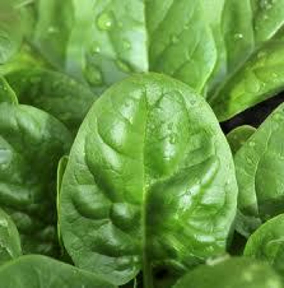 Organic Bloomsdale Spinach American Heirloom Staple Seeds - Etsy