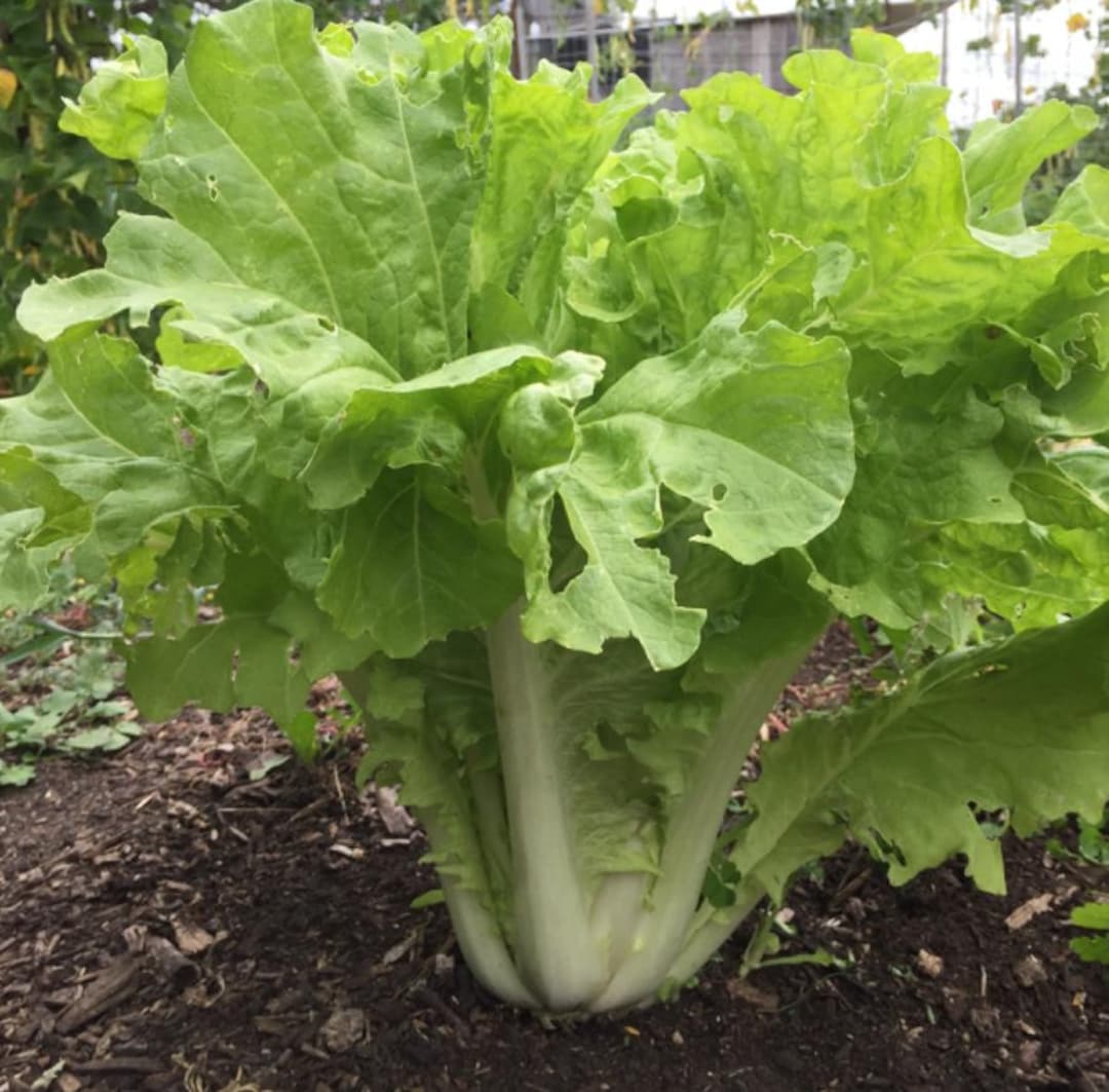 Organic TOKYO Bekana Mild Leaf Type Cabbage Excellent Sweet Flavor RARE ...