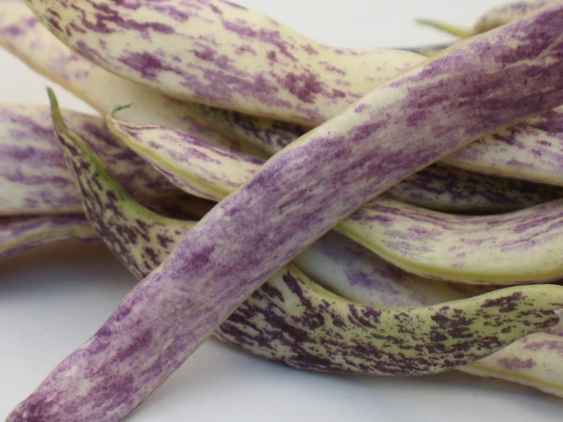 BOGO |organic Dragon Tongue| Bush Bean Seeds| Best Tasting Rare Unique ...