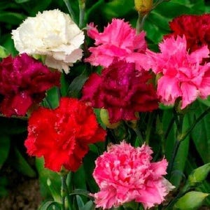 Carnation Enfant De Nice Custom Mix Perennial Fragrant Cutting Bouquet ...