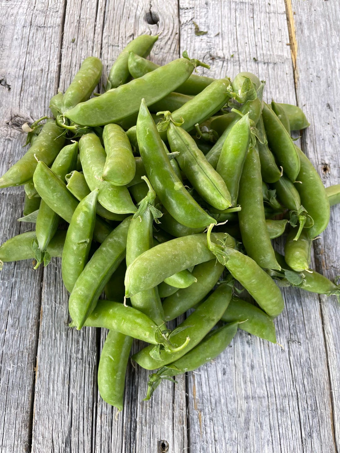 Organic Sugar Snap Pea Seeds Best Selling Heirloom Variety Excellent ...