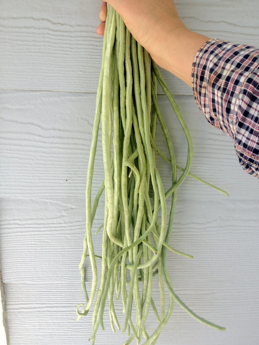 Organic Yard Long Asparagus Bean Seeds Gourmet Quality Rare Unique - Etsy