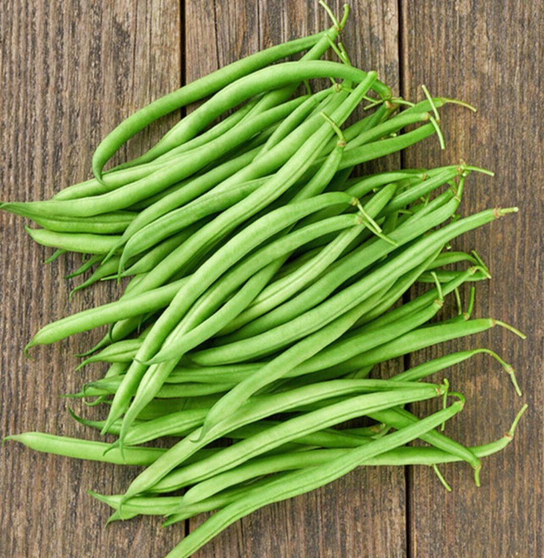 Organic JADE Bush Bean Always Slender Best Quality Flavor Rare SEEDS - Etsy