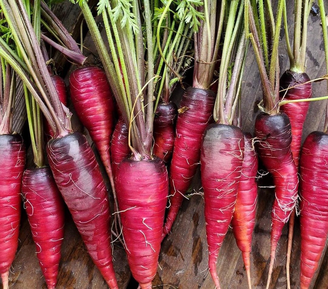 Organic COSMIC PURPLE Sweet Earthy Carrot Easy to Grow RARE Seeds - Etsy