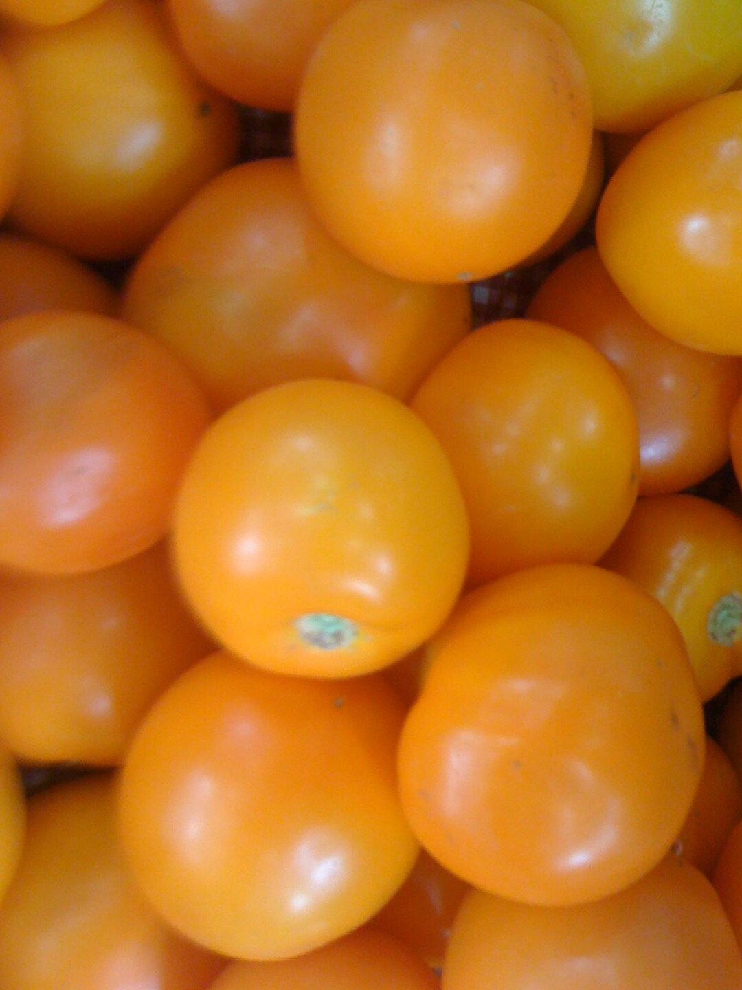 Organic HONEYDROP Cherry Tomato Rare Sungold Sweetest Best Tasting ...