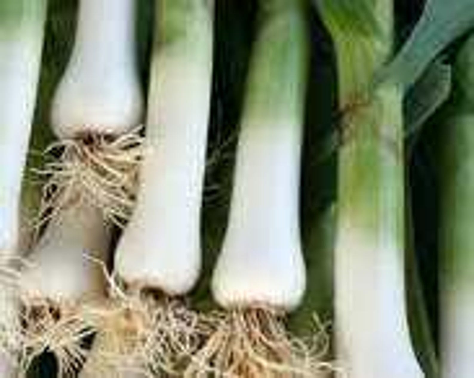 Organic Leeks American Flag Gourmet Quality Heirloom Standard Excellent ...