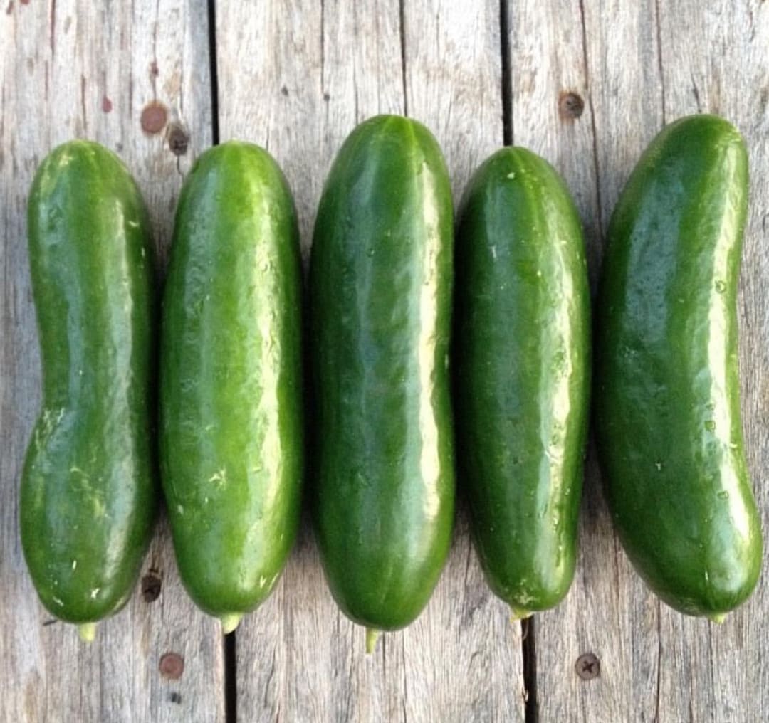 Organic Green Finger Cucumber Seeds Beit Alpha Type Persian Gourmet ...