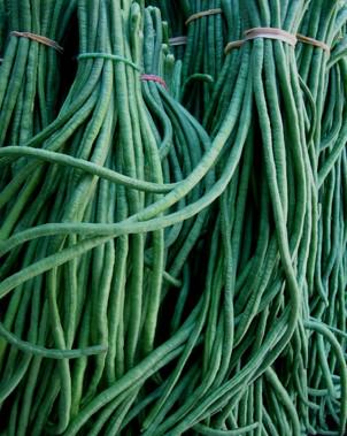BOGO| Organic Yard Long| Asparagus Bean Seeds| Gourmet Quality Beans ...