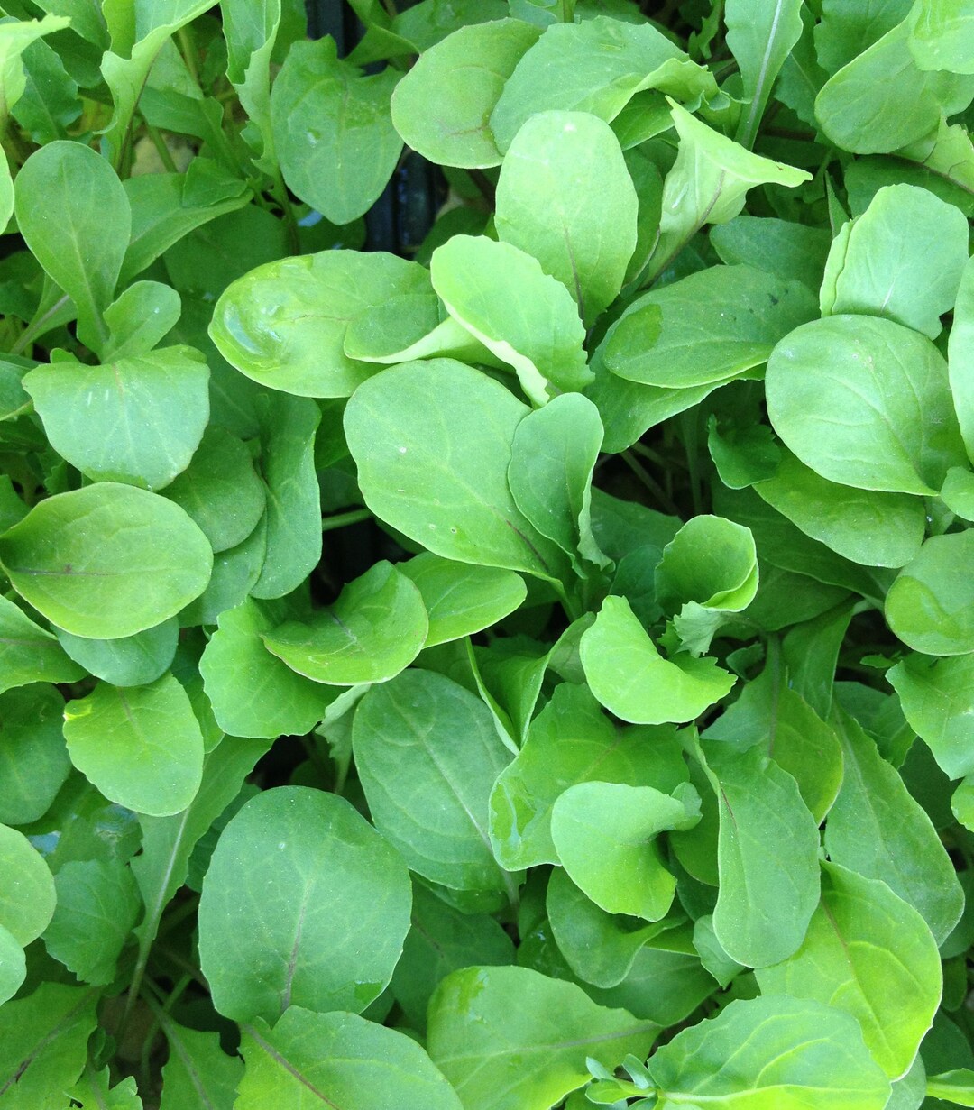 Organic Astro Mild Arugula Seeds Gourmet Greens Best Flavor Fall Spring ...