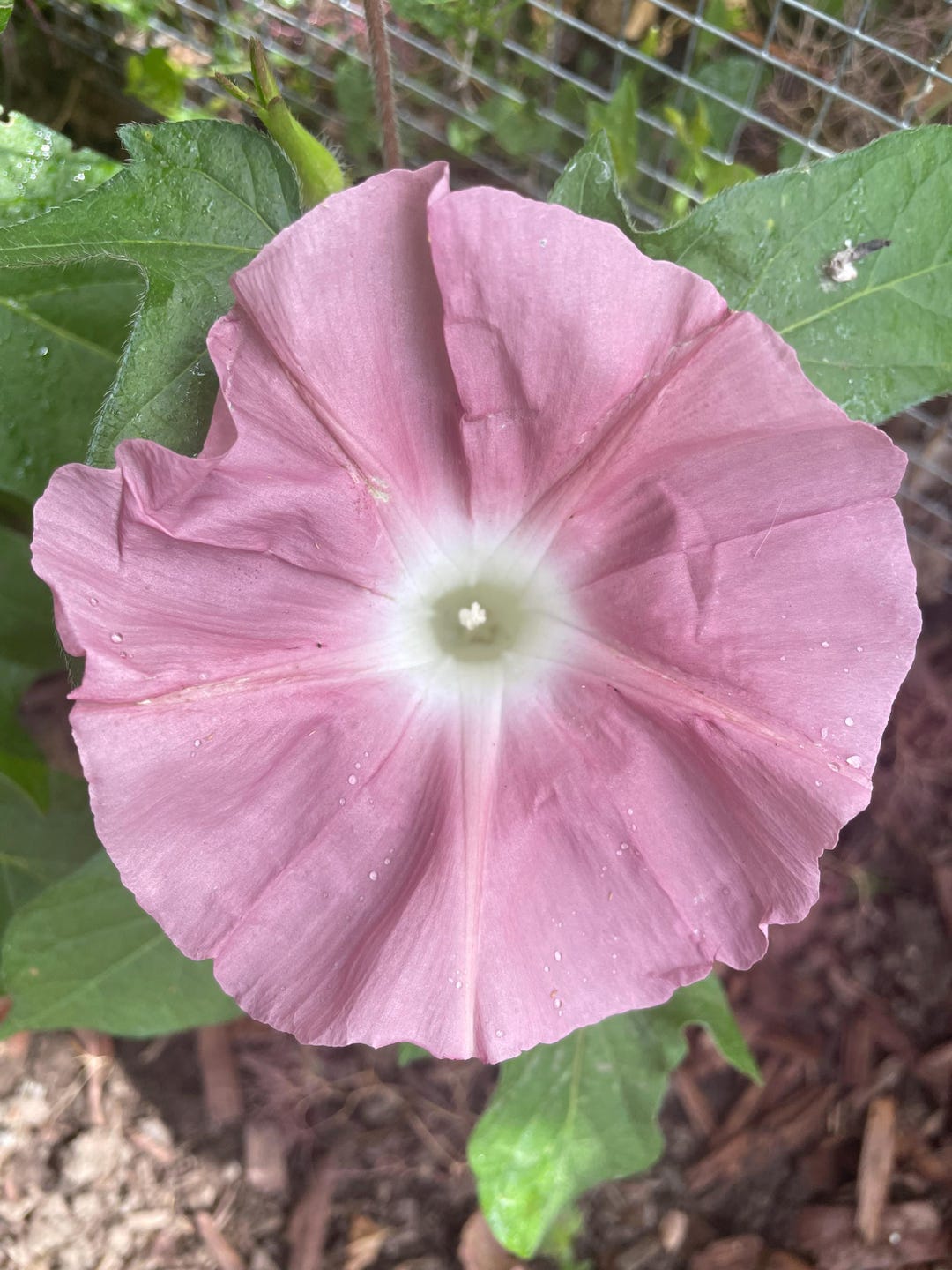 Chocolate Morning Glory Annual Vining Flower Seeds Beautiful Unique ...