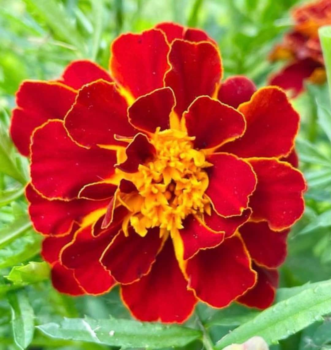 Red Cherry French Marigold Annual Edible Flower Seeds Companion Plant ...