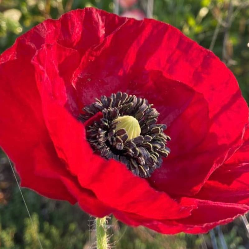 Flanders Poppy - Etsy