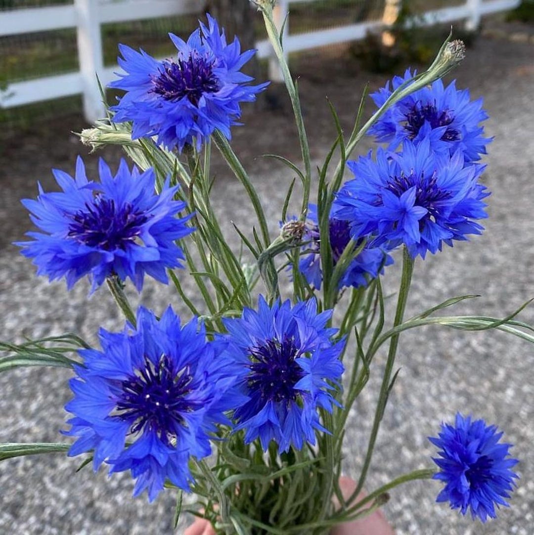 Tall Blue Bachelor Button Annual Cutting Bouquet Garden Seeds - Etsy