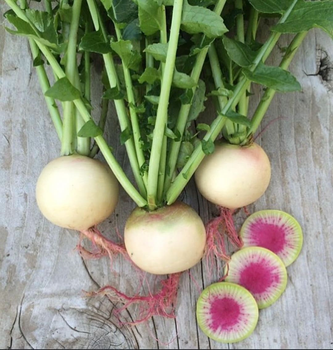 Organic WATERMELON RADISH Mild Sweet Crisp Juicy Delicious Rare SEEDS ...