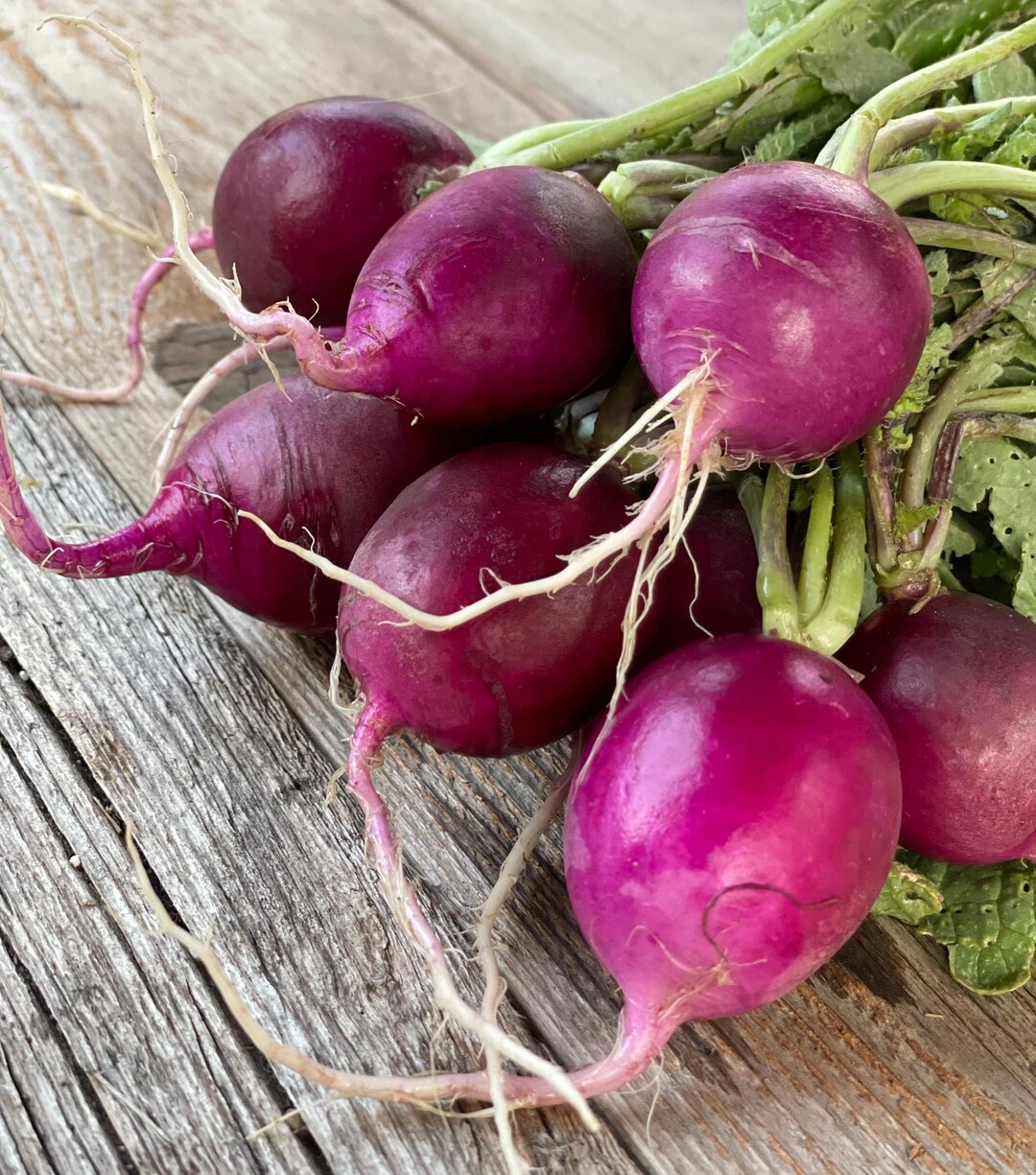 Organic PURPLE Plum RADISH Rare Heirloom Mild Best Tasting Seeds - Etsy