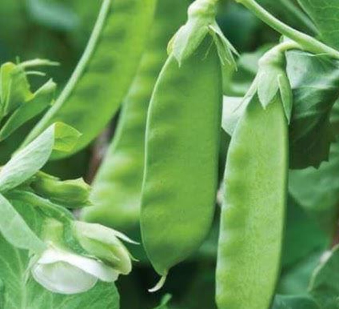 Bogo|organic Oregon Sugar Pod II Peas |sweetest BEST Tasting| Gourmet ...